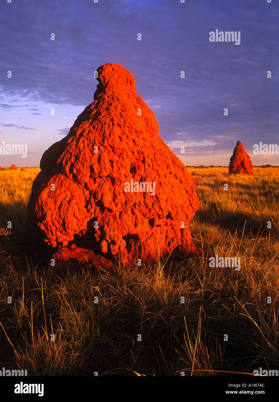 Termite tower hi-res stock photography and images - Alamy