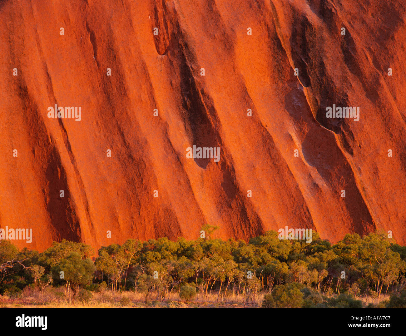 Uluru (Ayers Rock) with bloodwood trees, Uluru Kata Tjuta National Park ...