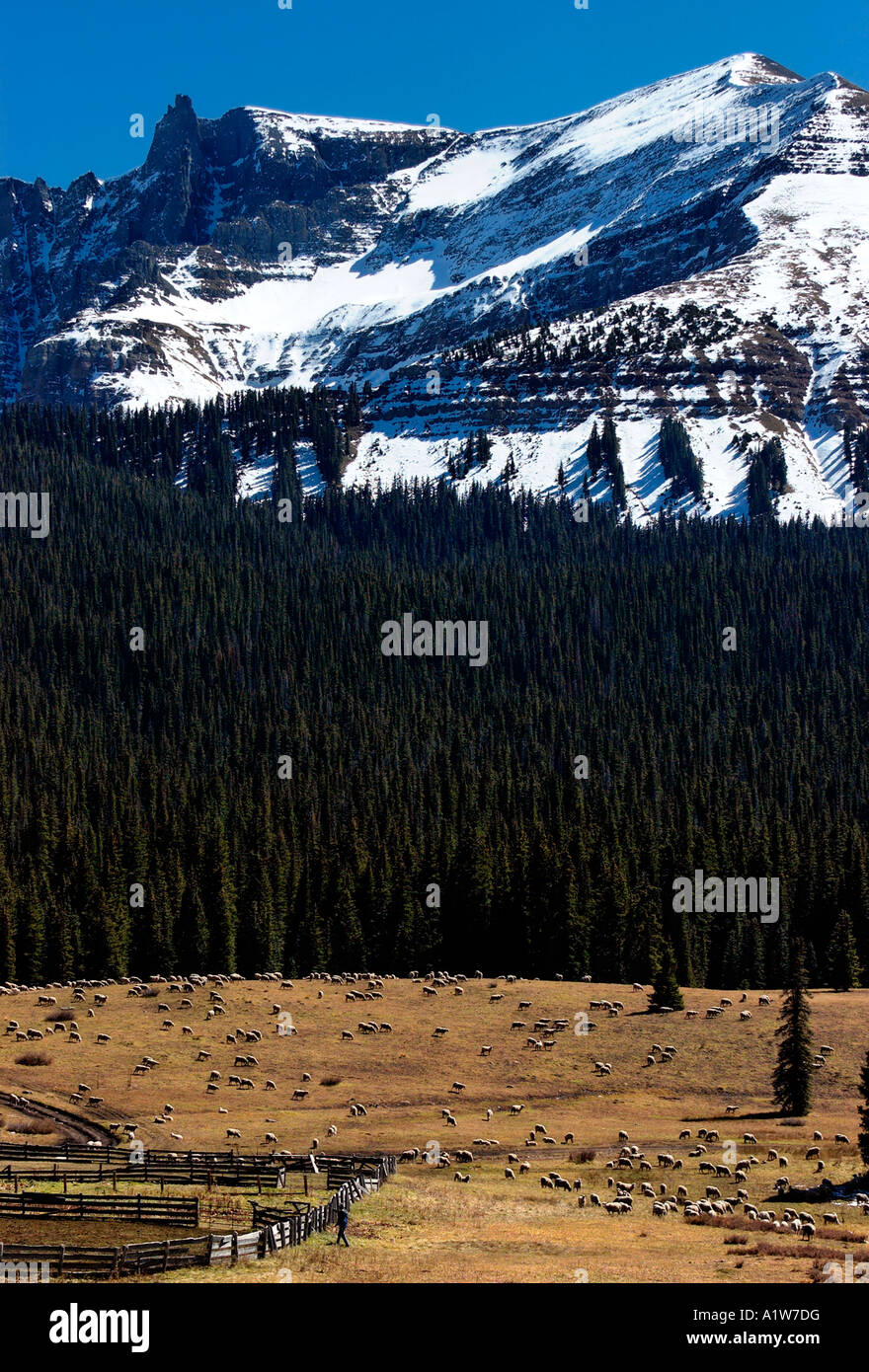 Sheep grazing in autumn at Lizard Head Pass Colorado USA Stock Photo ...