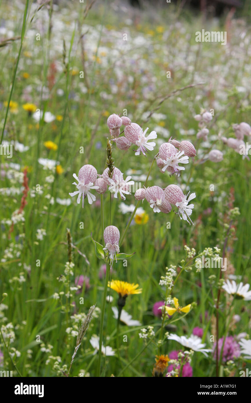Alpine flowers in Swiss meadow Stock Photo - Alamy