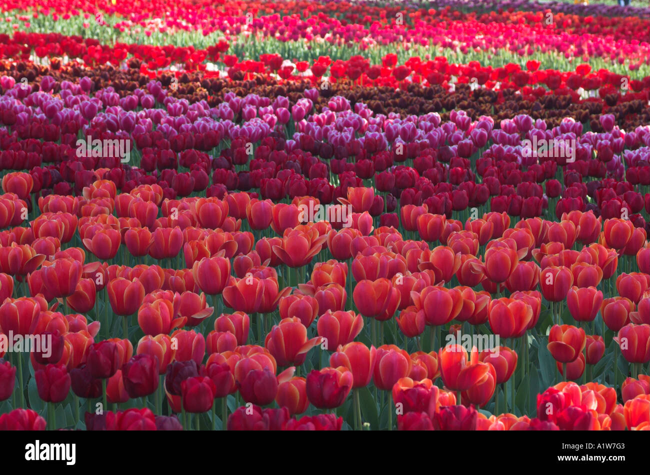 Colourful tulip display Stock Photo - Alamy