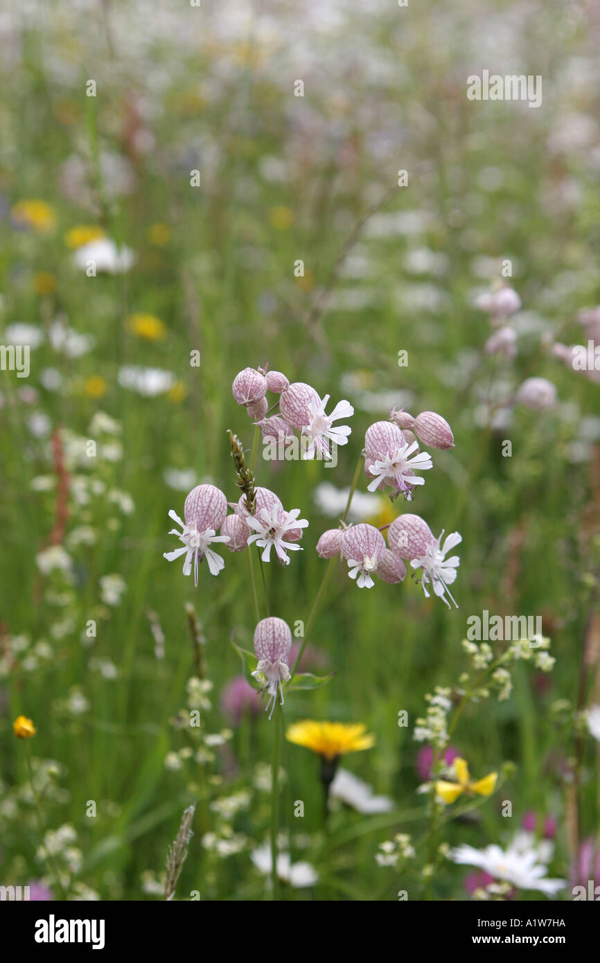 Alpine flowers in Swiss meadow Stock Photo - Alamy