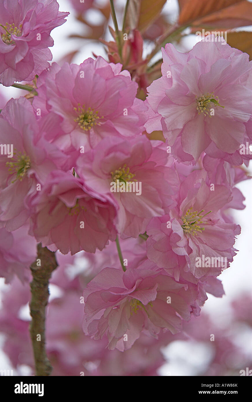 cherry blossom in subdued light Stock Photo - Alamy