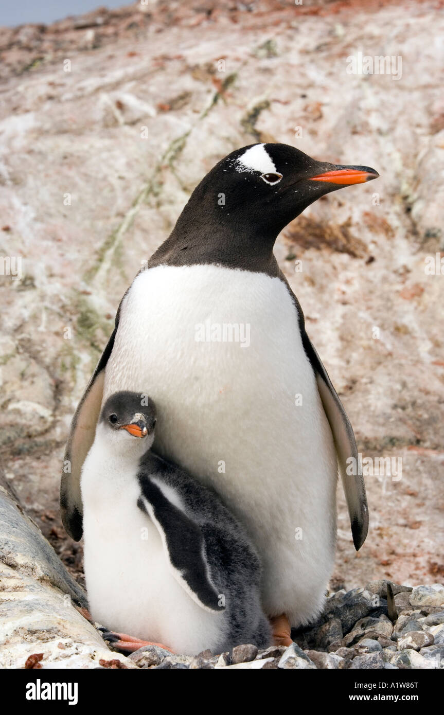 Antarctic penguins chick hi-res stock photography and images - Alamy