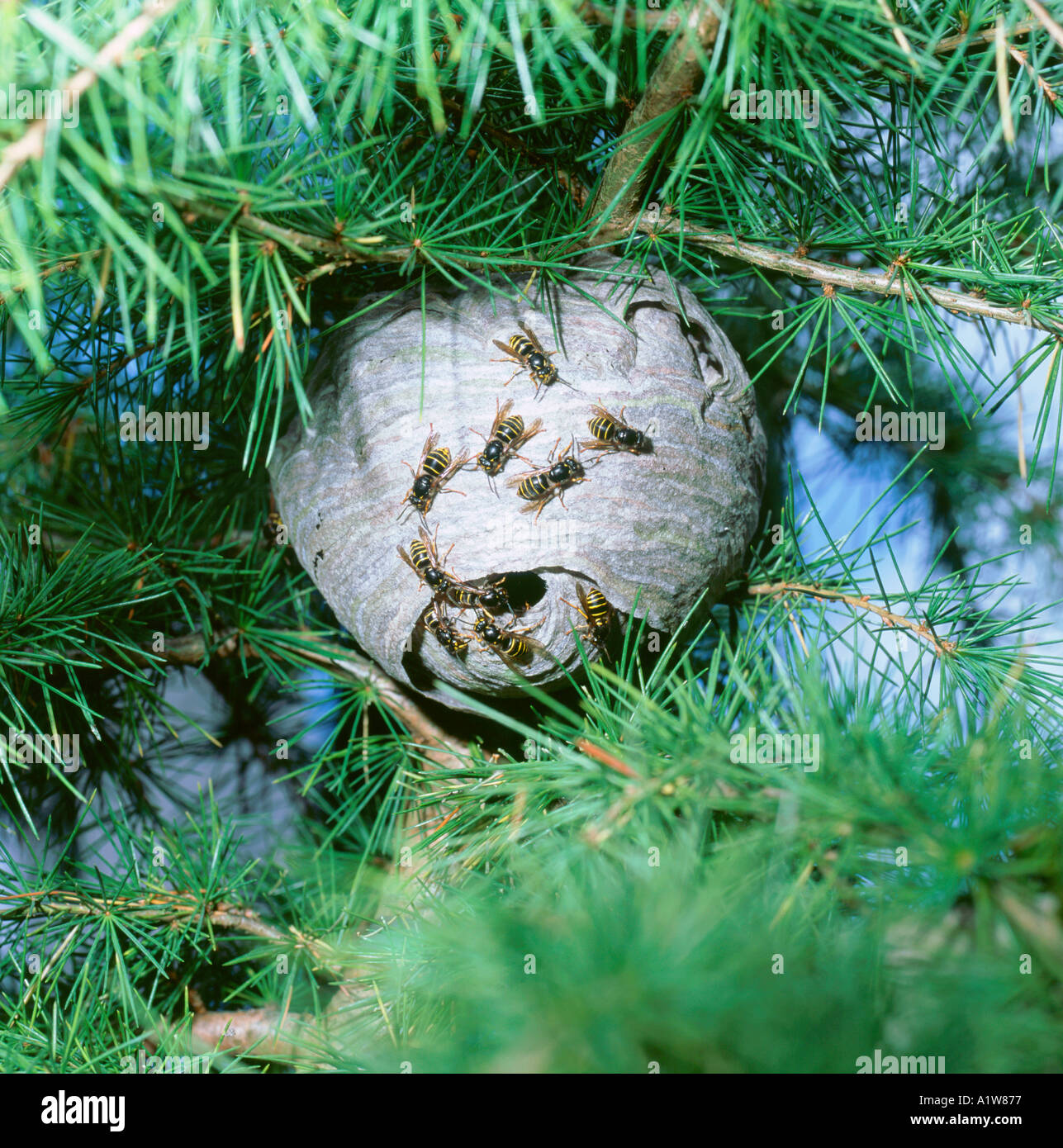 Wasp hymenoptera order hi-res stock photography and images - Alamy