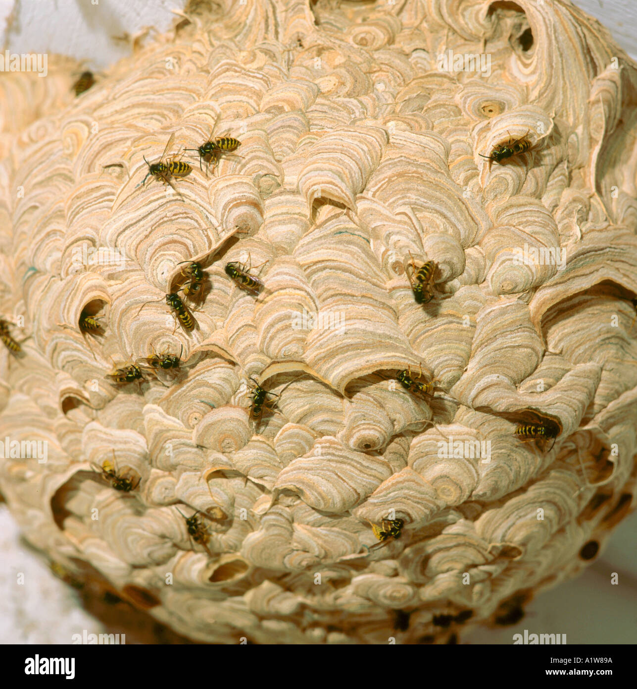 Close-up image of Wasps Nest Stock Photo - Alamy