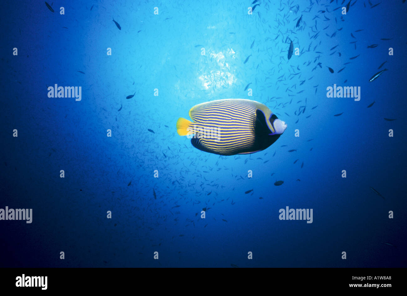 Emperor Angel Fish Pomocanthus Imperator in the Indian Ocean Stock ...