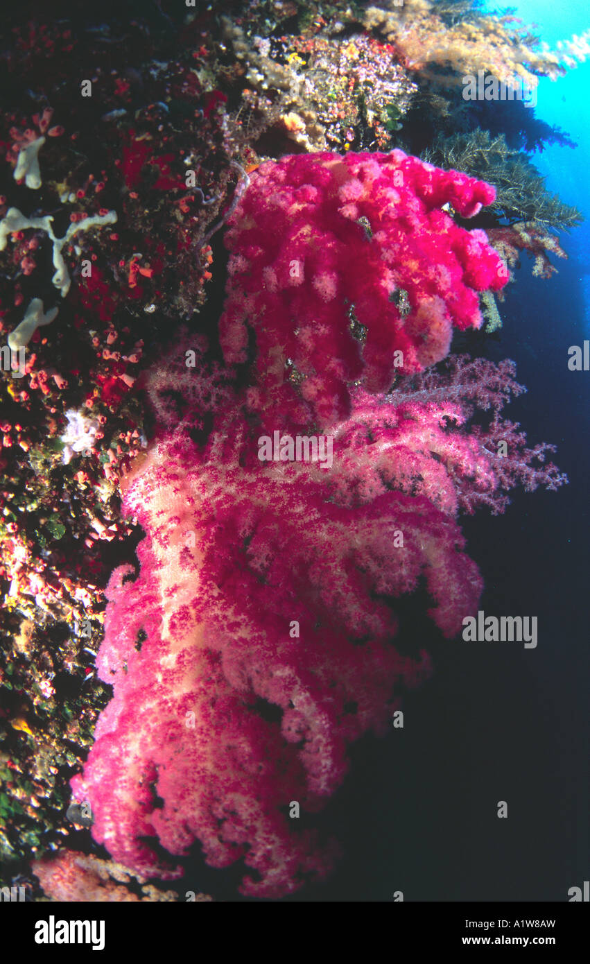 Palau big drop off hi-res stock photography and images - Alamy