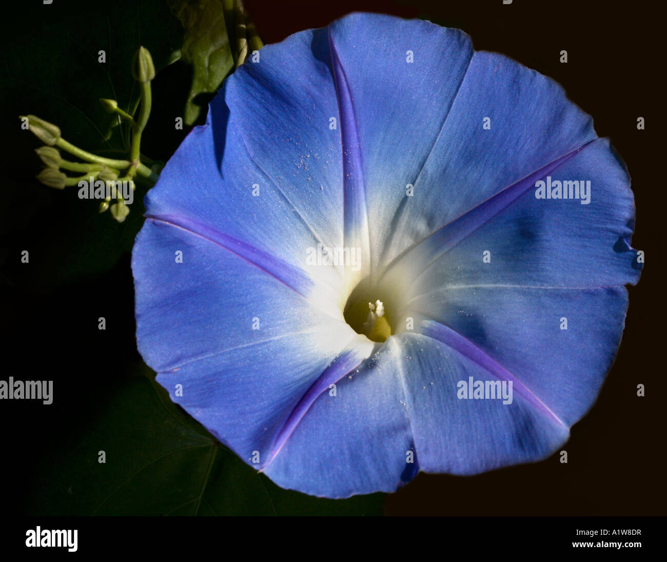 Ipomoea heavenly blue hi-res stock photography and images - Alamy