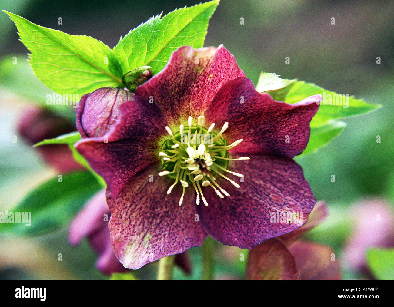 Hellebore in natural environment Stock Photo - Alamy