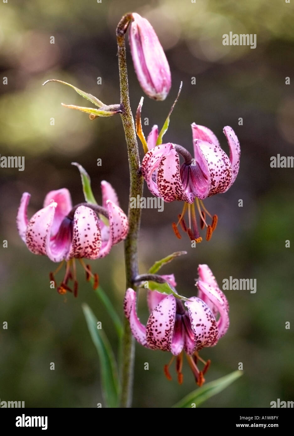 Botany lily lilium martagon hi-res stock photography and images - Alamy