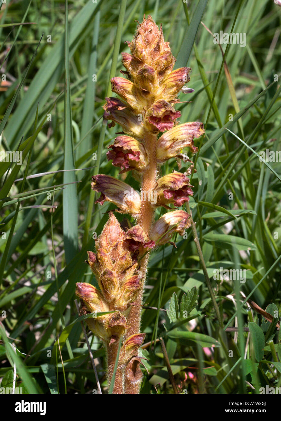 Lesser Broomrape (Orobanche Minor), Italy Stock Photo - Alamy