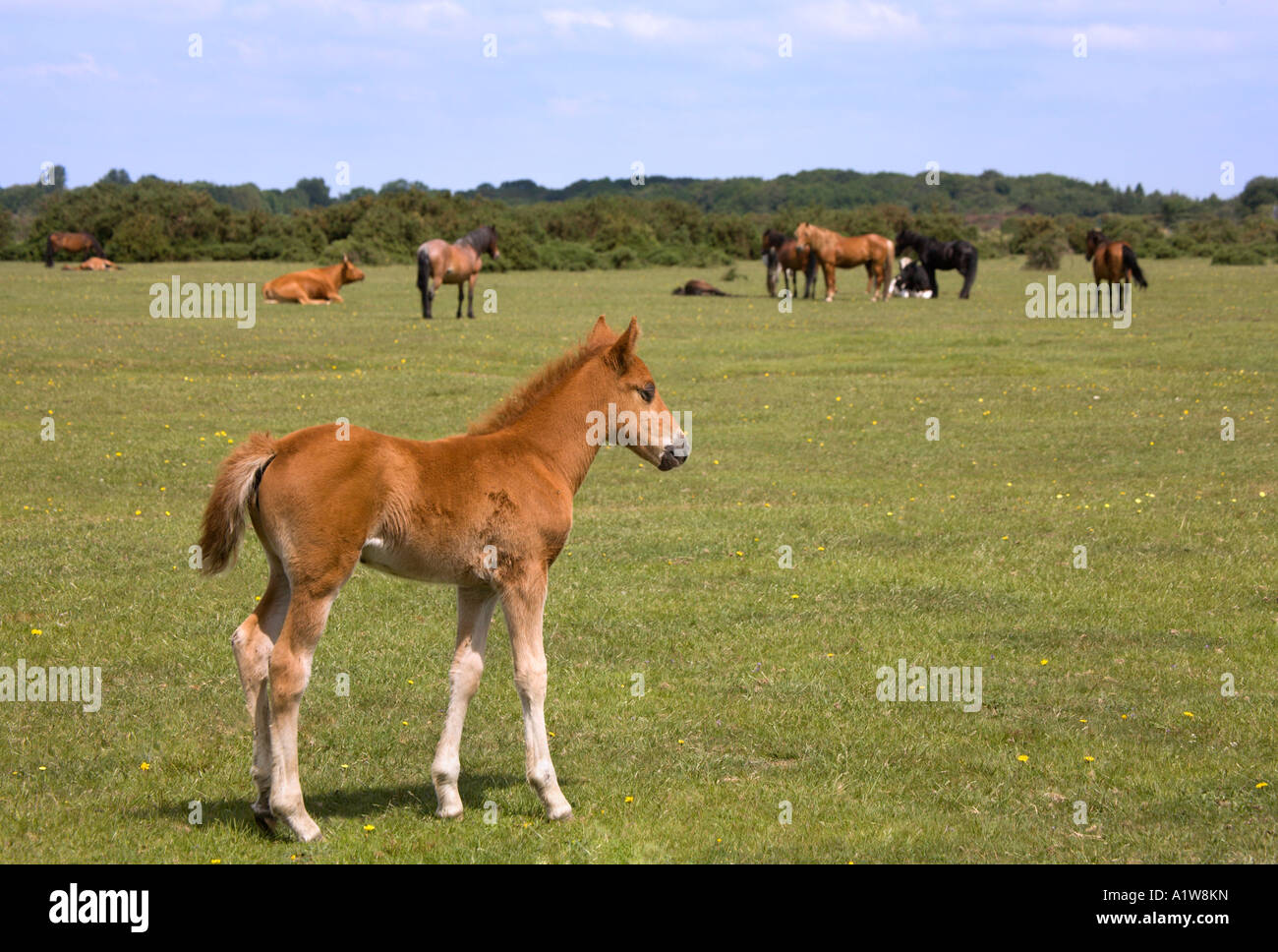 Foal, Stoney Cross, New Forest, Hampshire, England Stock Photo - Alamy
