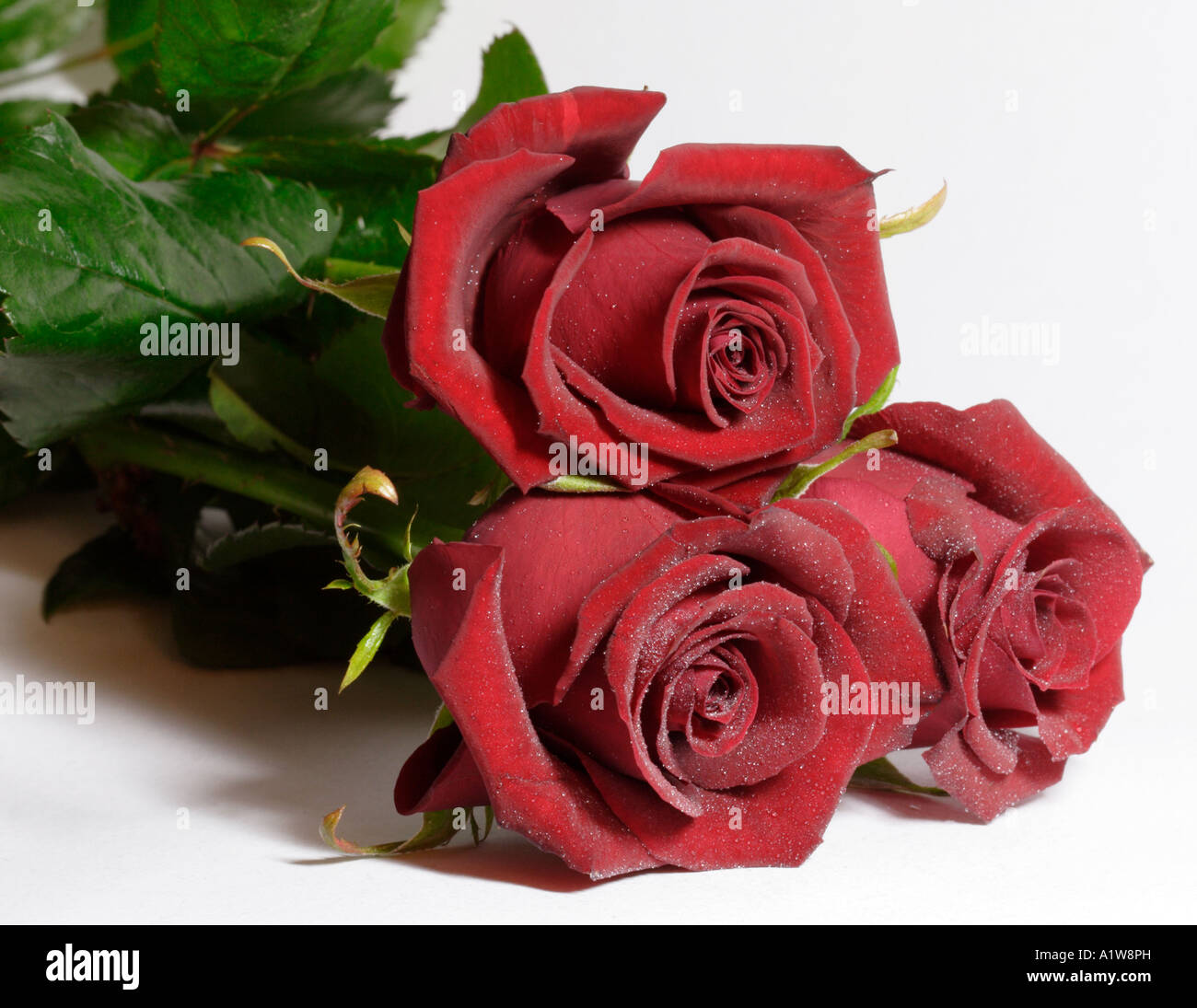 Trio of roses hi-res stock photography and images - Alamy