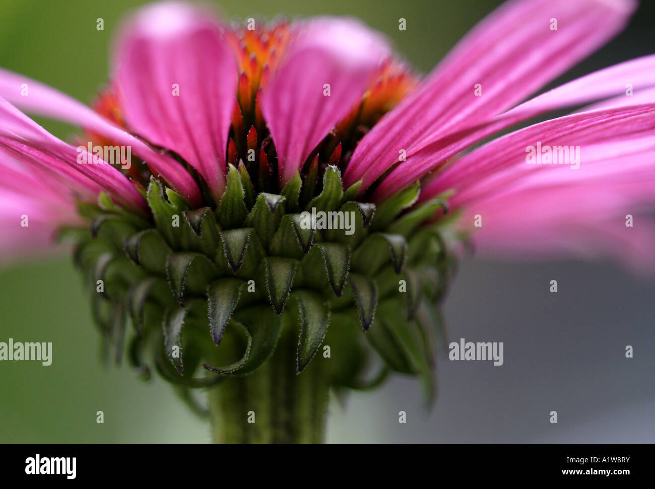 Pink Coneflower (Echinacea Stock Photo - Alamy