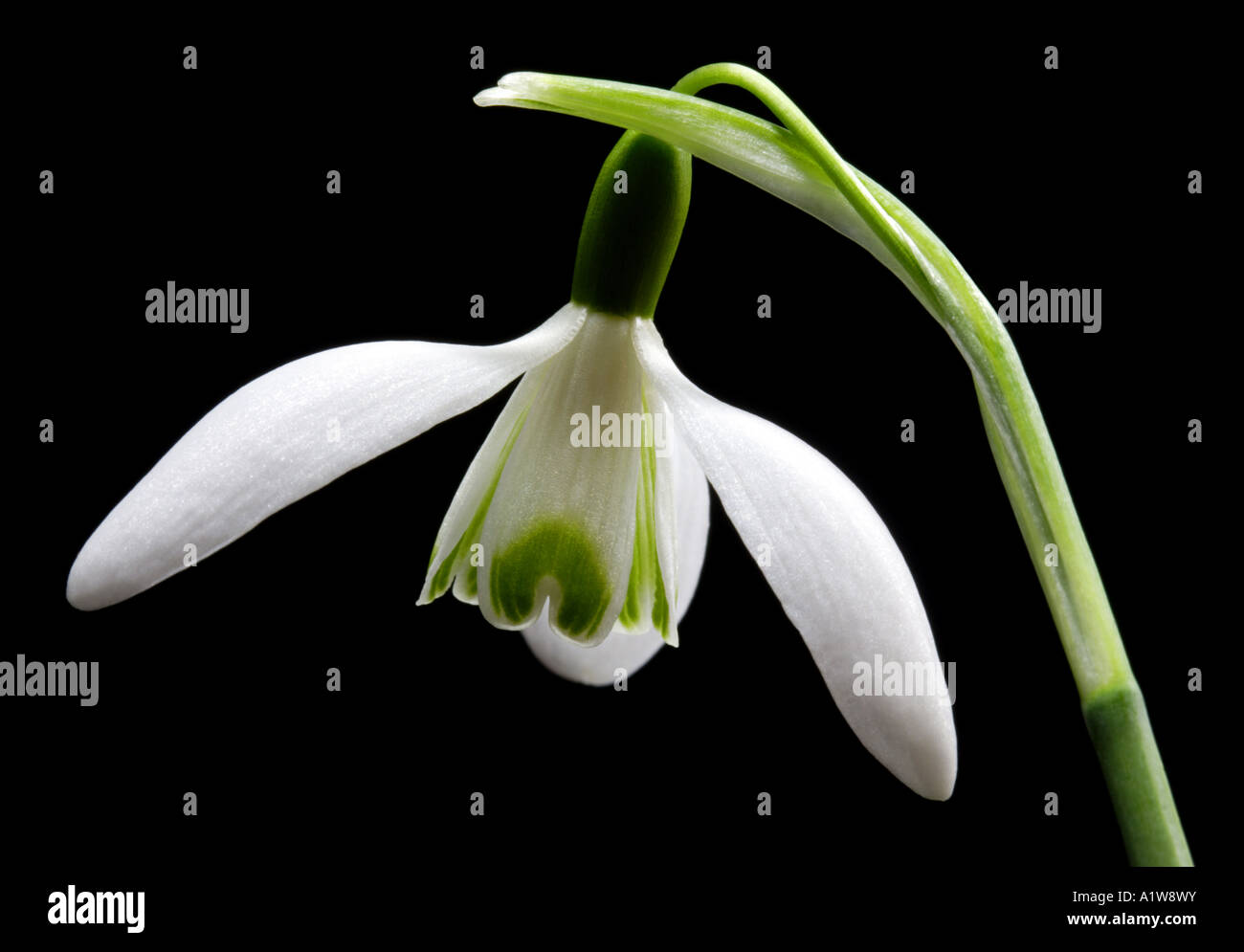 Snowdrop flowers spring botanical hi-res stock photography and images ...