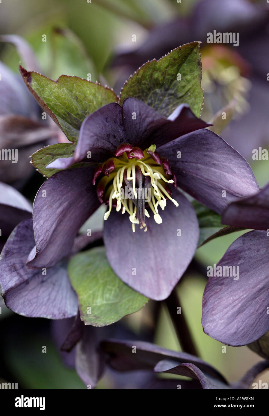 Lenten roses hi-res stock photography and images - Alamy