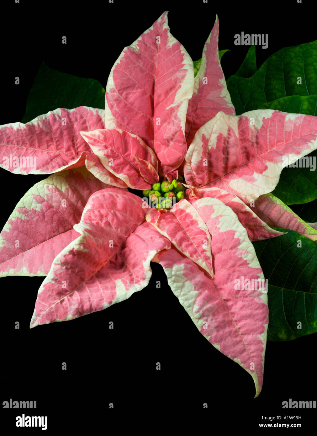 Variegated poinsettia hi-res stock photography and images - Alamy