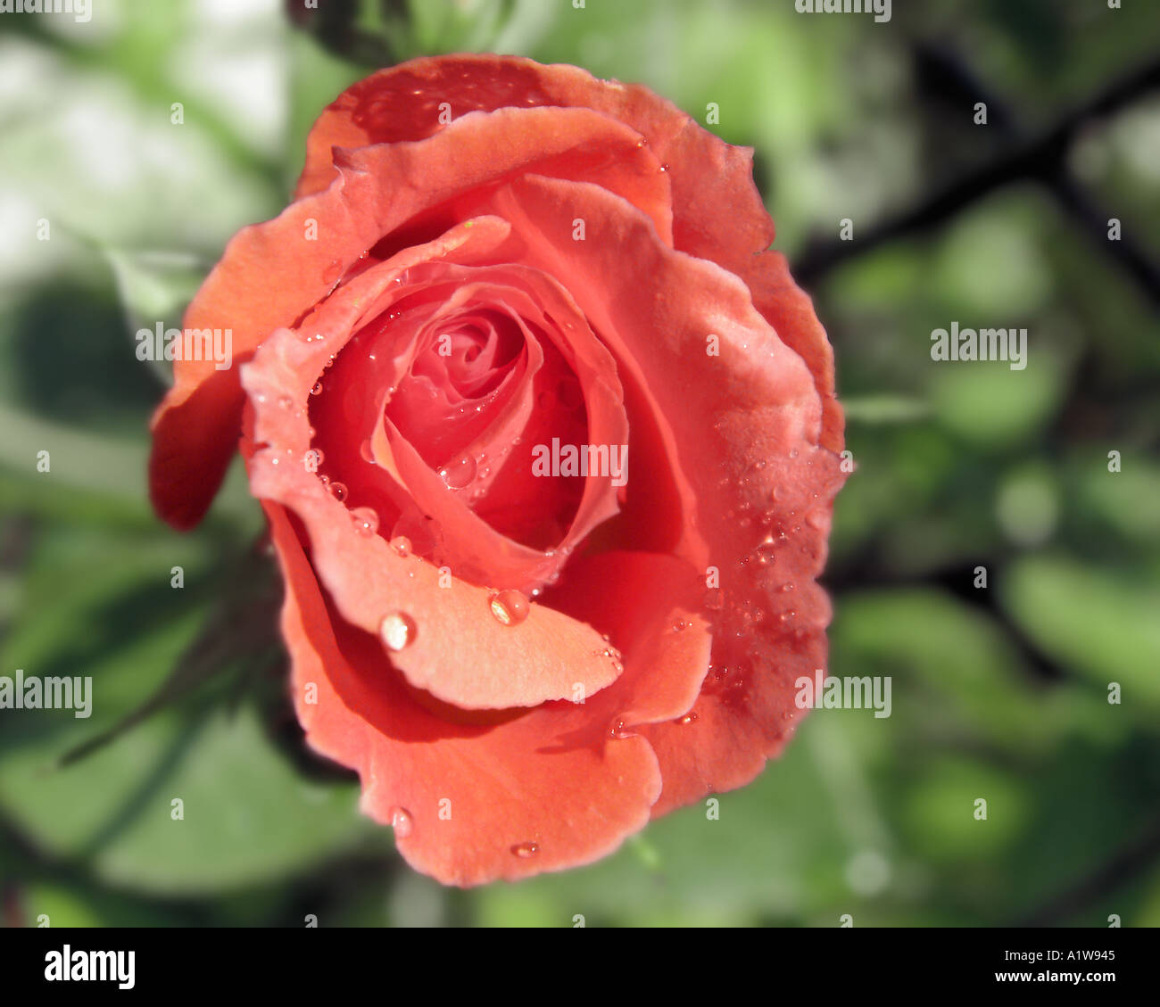 Rose after use hi-res stock photography and images - Alamy