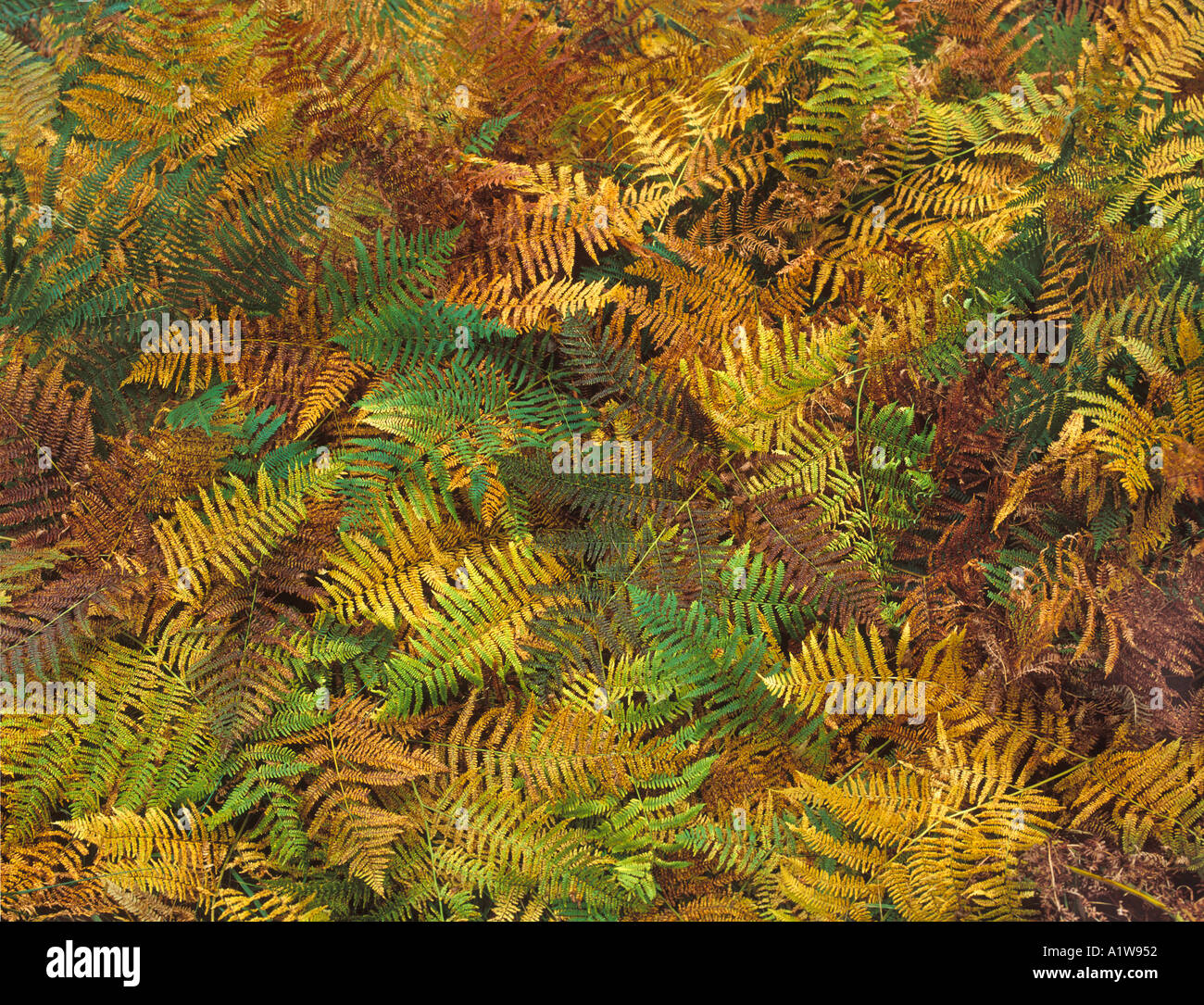 Colourful ferns in autumnal colours hi-res stock photography and images ...