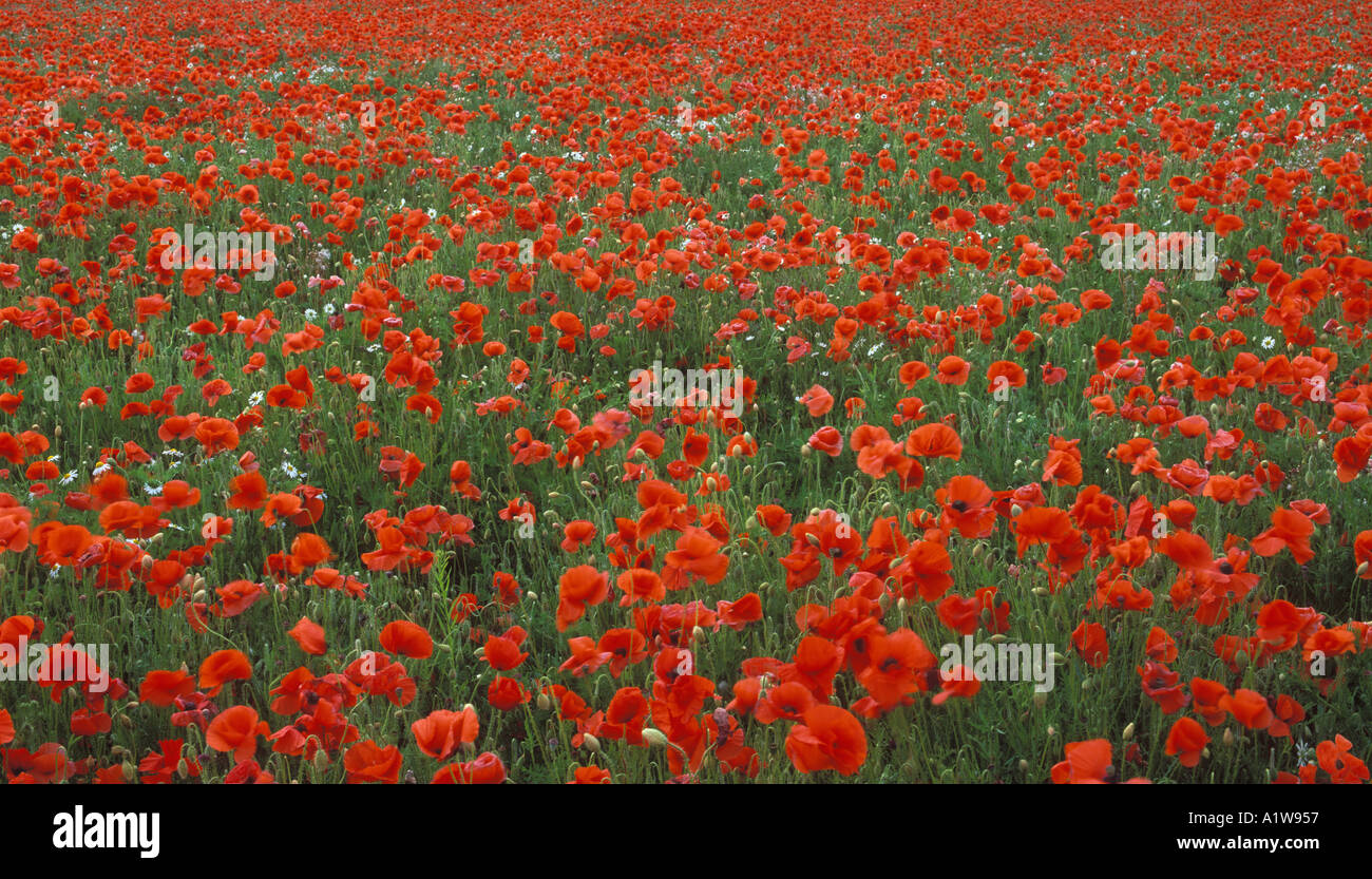 Poppy Land Norfolk High Resolution Stock Photography and Images - Alamy