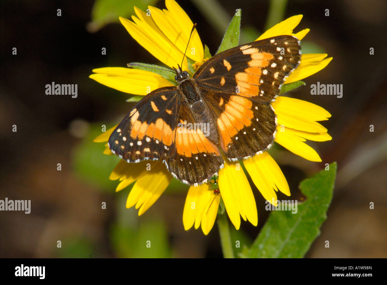Bordered patch, Chlosyne lacinia butterfly feeding on wildflower. Will ...