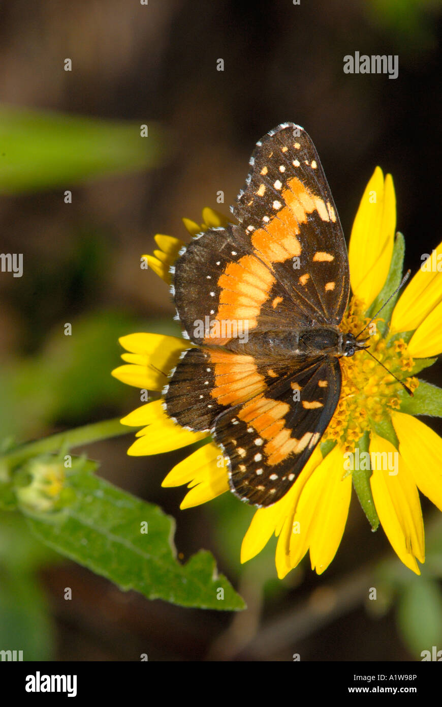 Bordered patch butterfly hi-res stock photography and images - Alamy