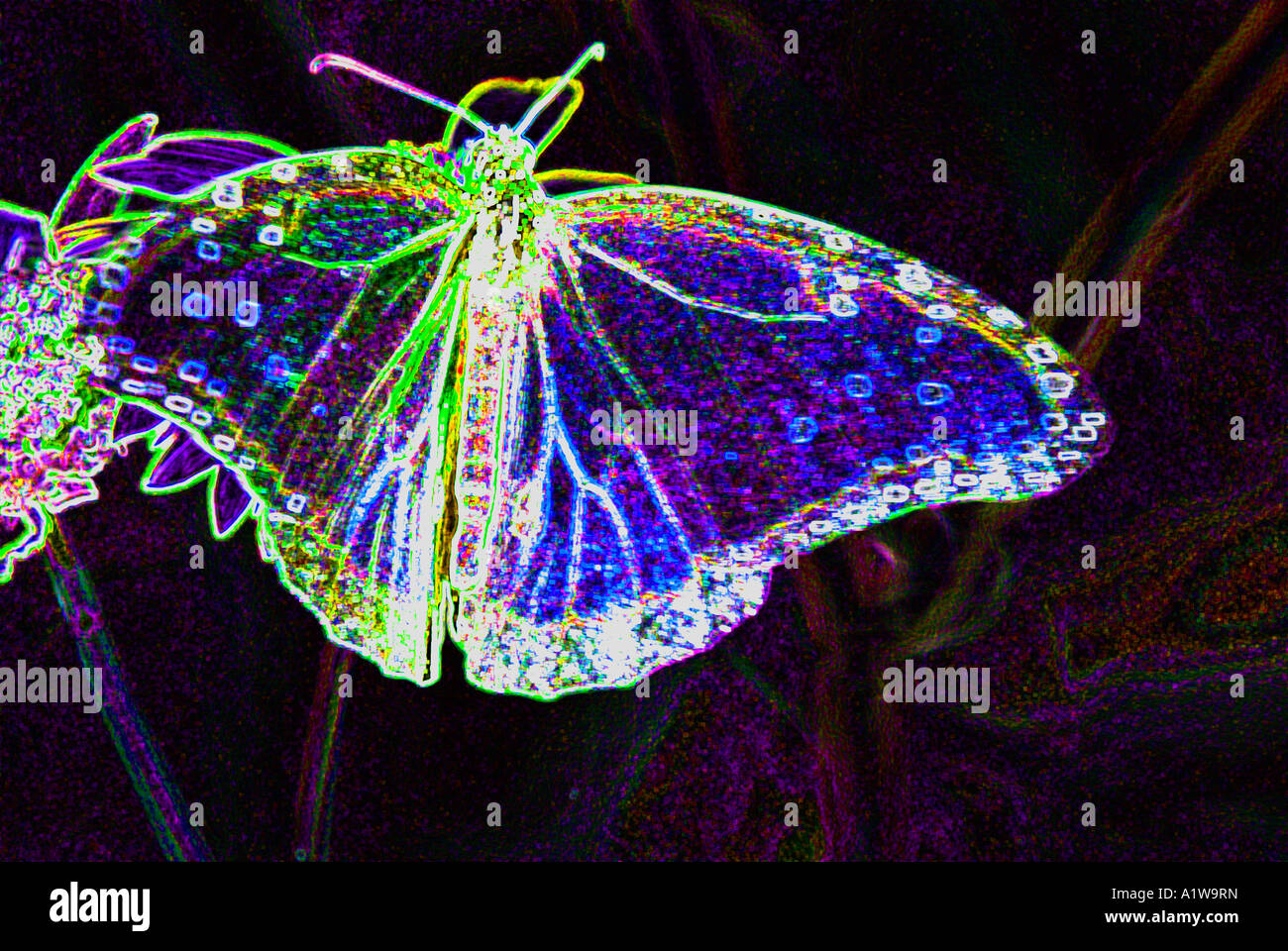 Computer generated photo, digital enhanced, of butterfly, verycolorful ...