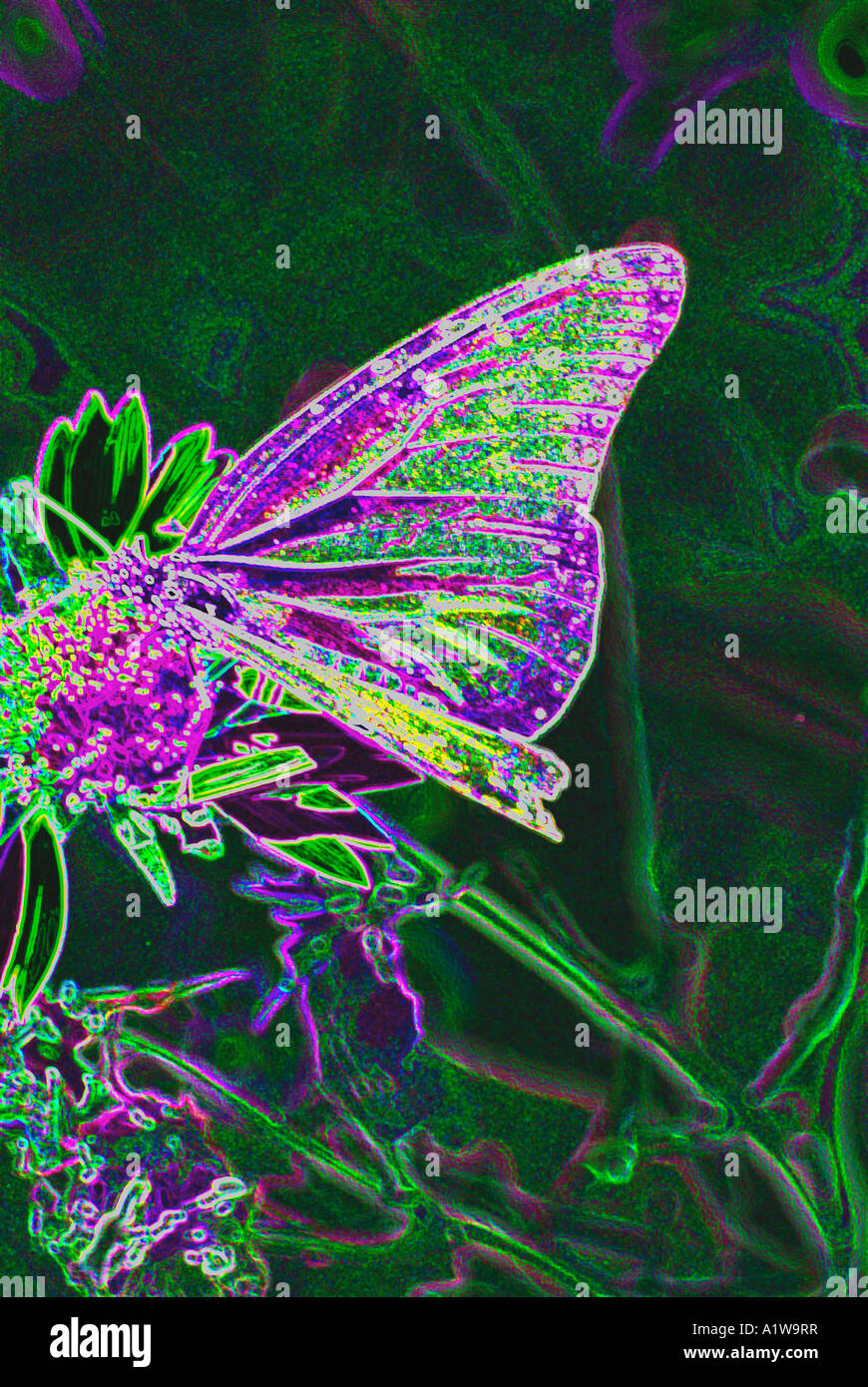 Computer generated photo, digital enhanced, of butterfly, verycolorful ...