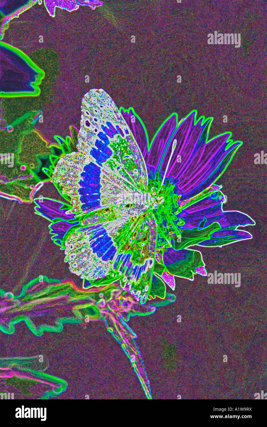 Digital enhanced butterfly photo. Computer generated photo. very ...