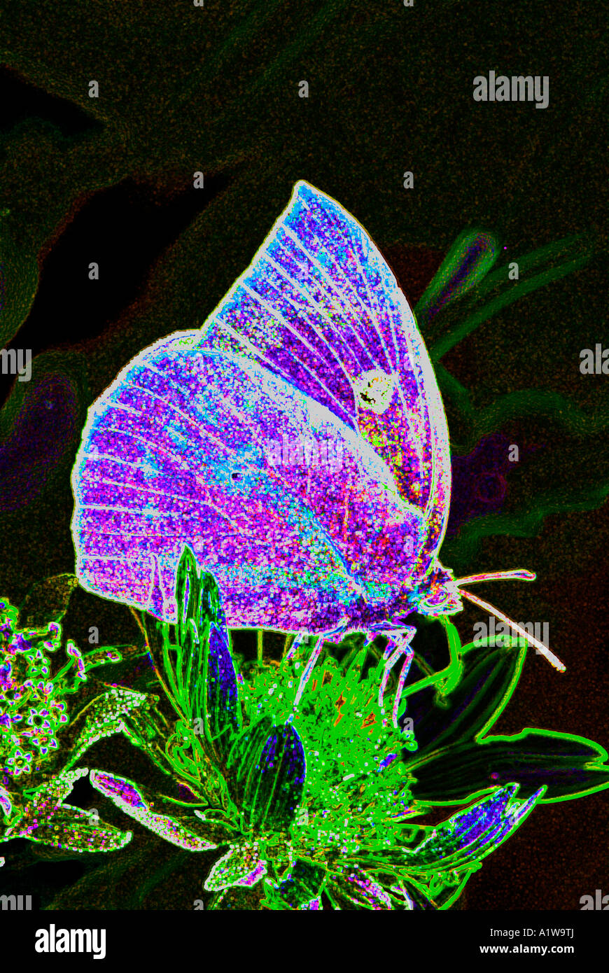 Digital enhanced butterfly photo. Computer generated photo. very ...
