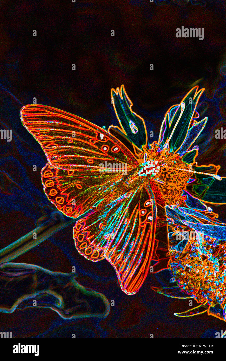 Digital enhanced butterfly photo. Computer generated photo. very ...