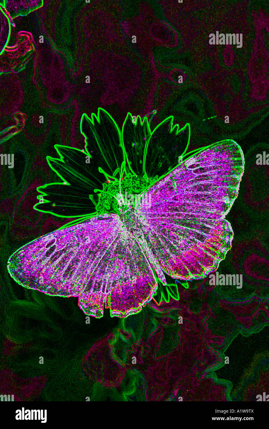 Digital enhanced butterfly photo. Computer generated photo. very ...