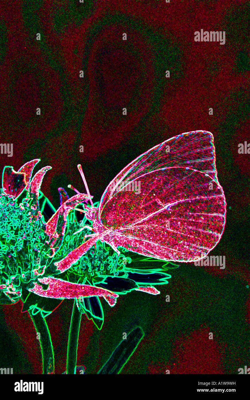 Digital enhanced butterfly photo. Computer generated photo. very ...