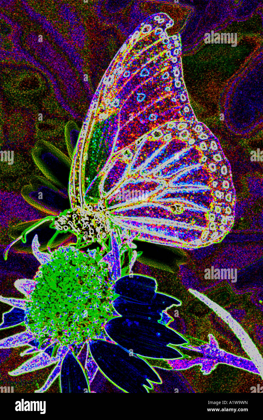 Digital enhanced butterfly photo. Computer generated photo. very ...