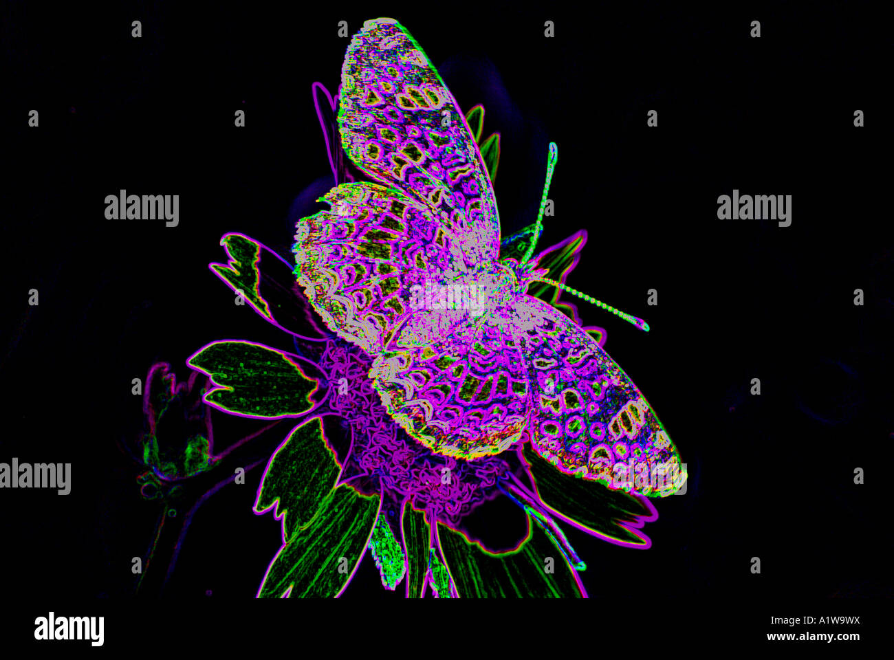 Digital enhanced butterfly photo. Computer generated photo. very ...