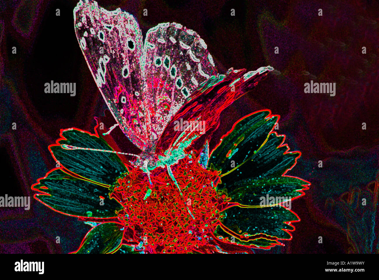 Digital enhanced butterfly photo. Computer generated photo. very ...