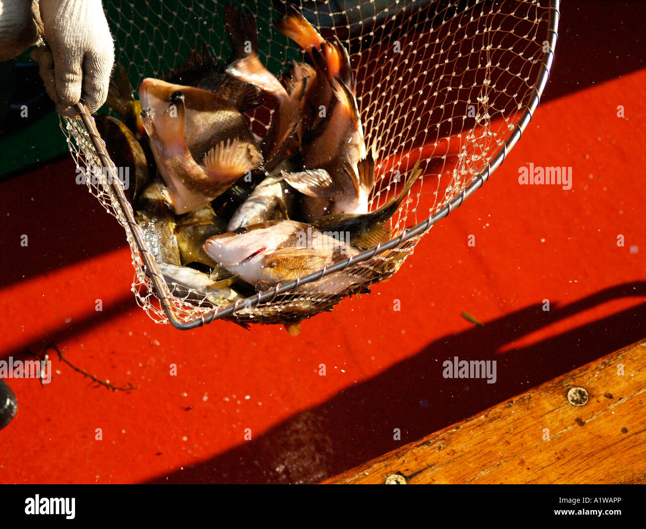 Hand holding fishing net with fish inside Stock Photo - Alamy