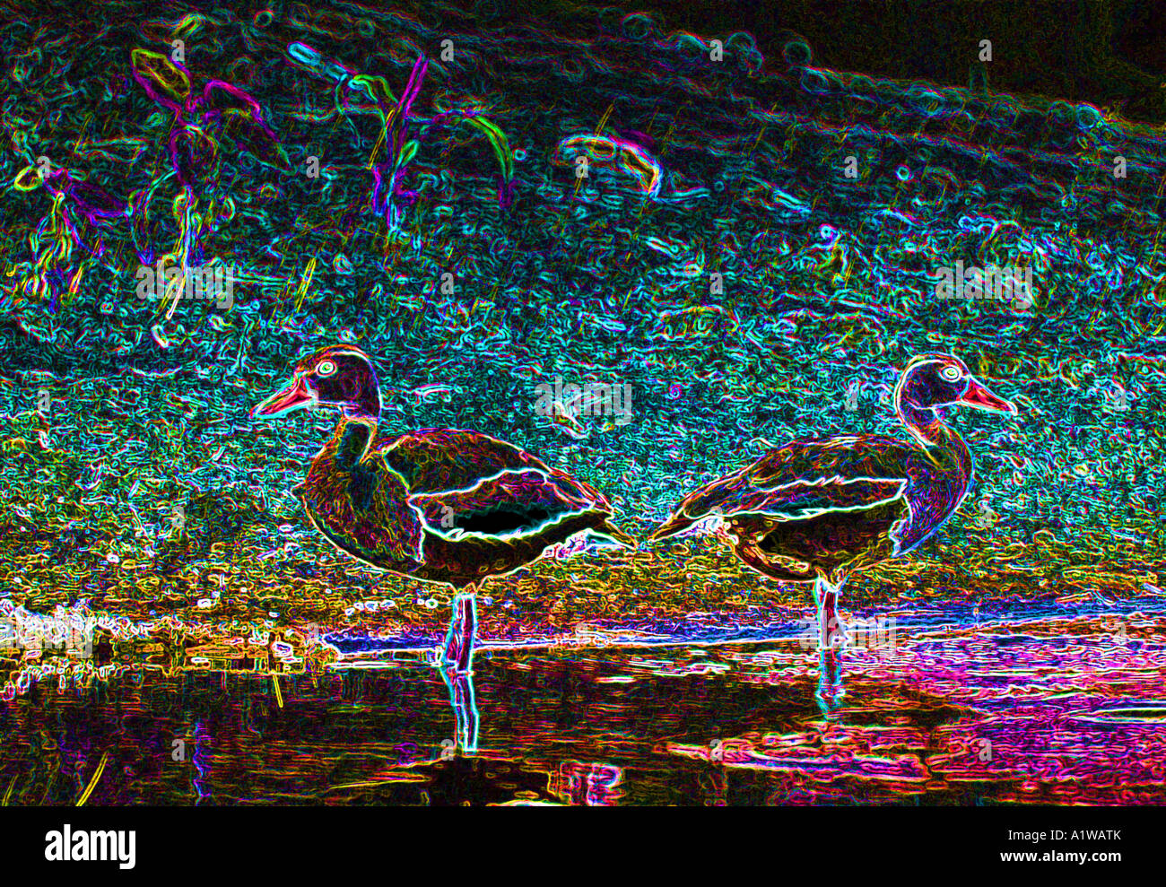 Black bellied whistling tree ducks on stock tank in south Texas ...