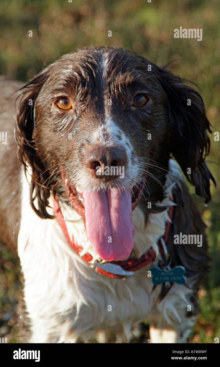 English springer spaniel dog with its tongue out hi-res stock ...