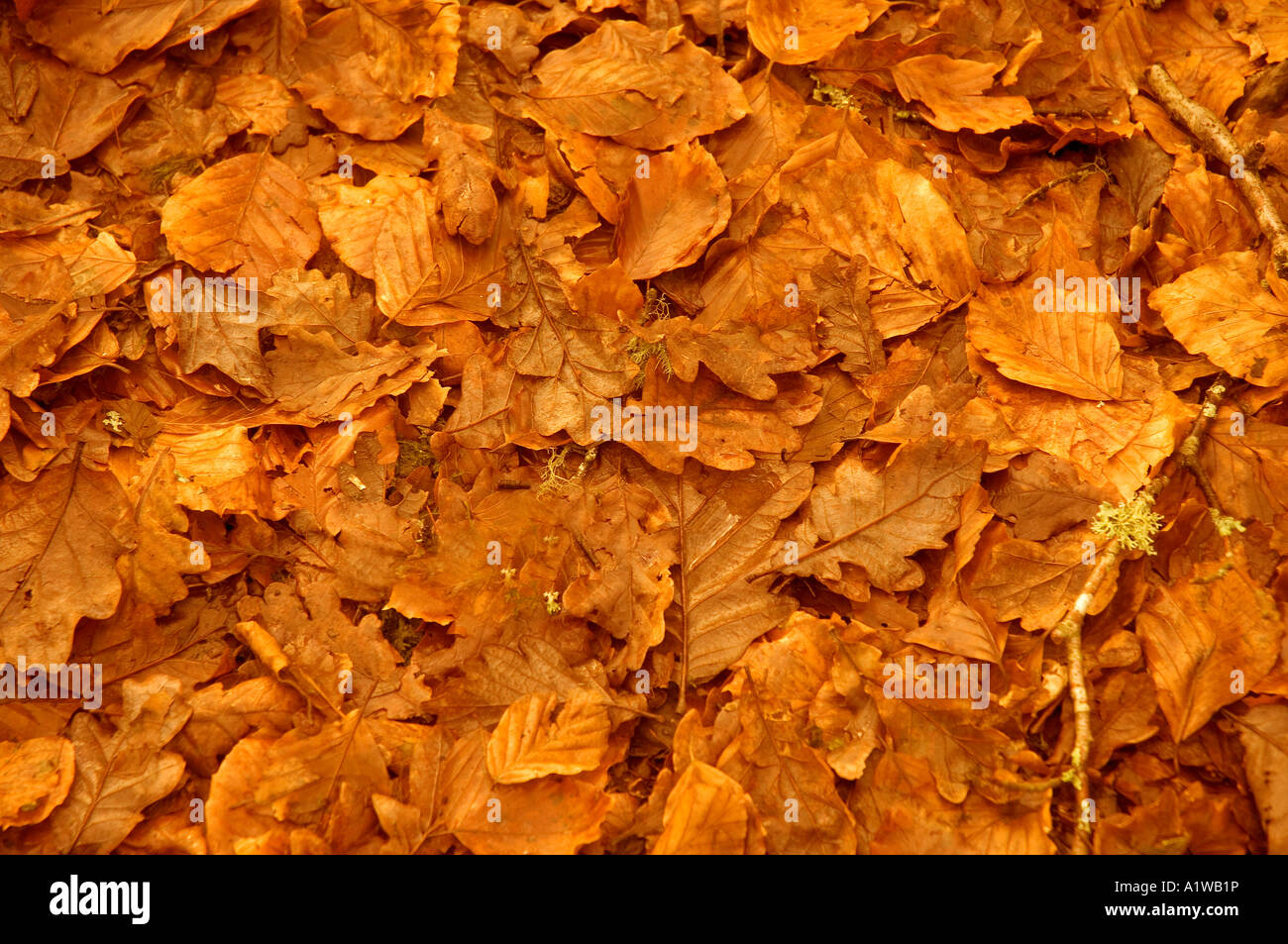 Crisp autumn leaves in golden brown Stock Photo - Alamy