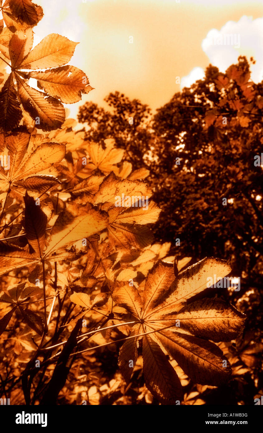 Golden Rustic Autumn Leaves Stock Photo - Alamy