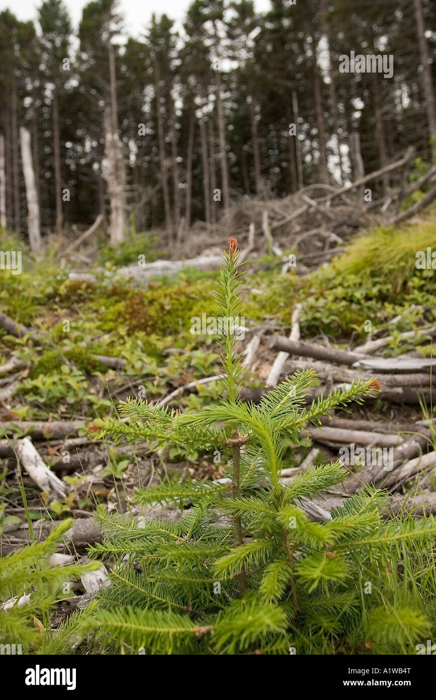 New growth in forest after clearcut logging Stock Photo - Alamy