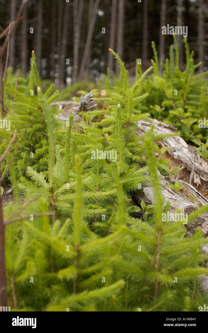 New forest growth Stock Photo - Alamy