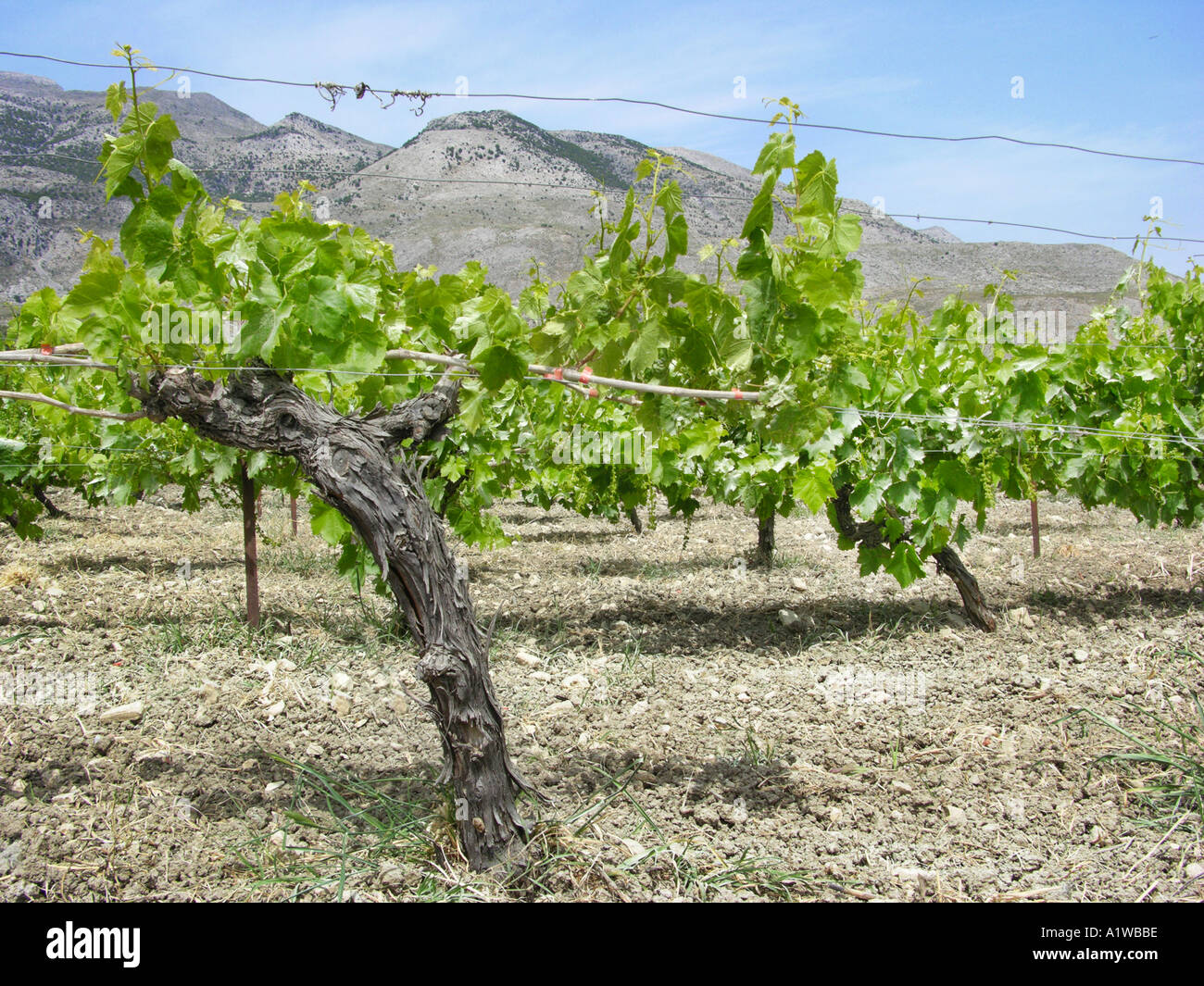 Cretian culture hi-res stock photography and images - Alamy