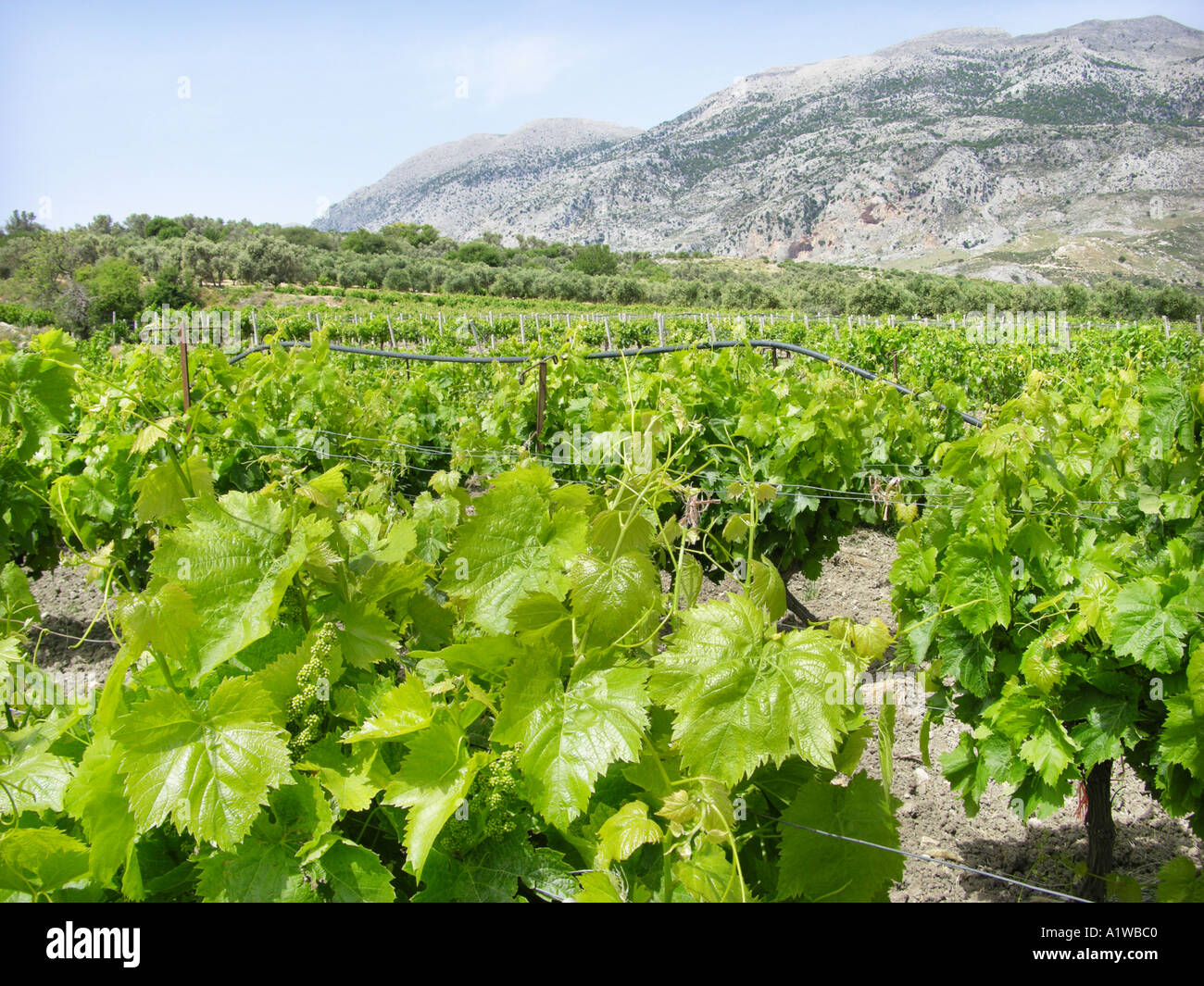 Kato asites hi-res stock photography and images - Alamy