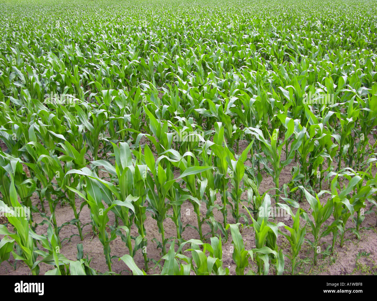 maize plants mais indian corn field cob Stock Photo - Alamy