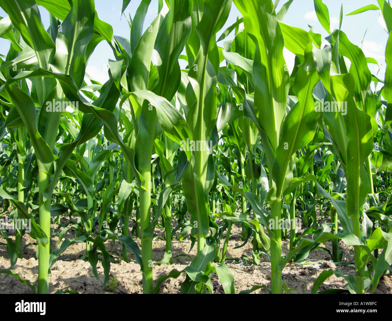 maize plants mais indian corn field cob Stock Photo - Alamy