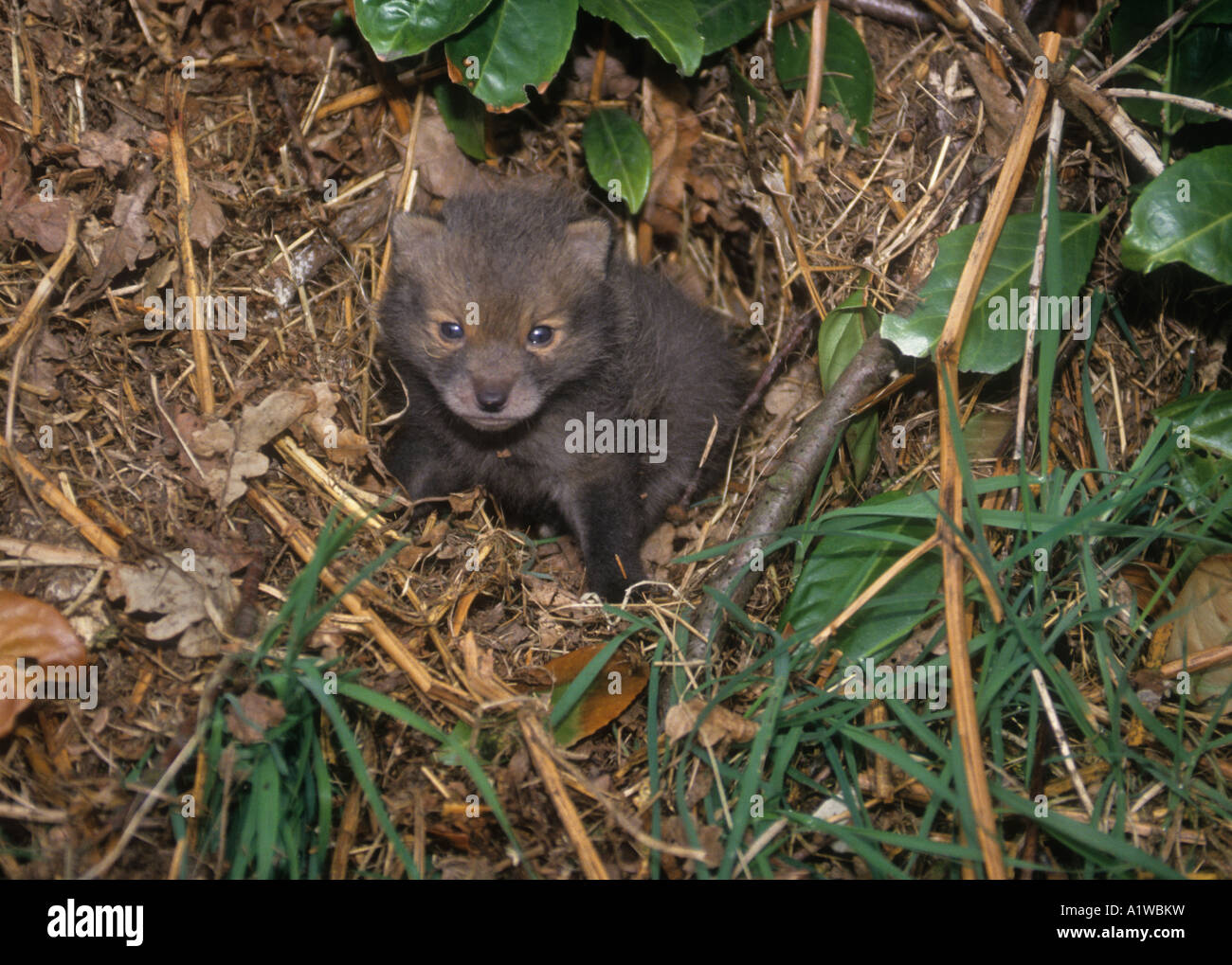 Orphan Fox Cub High Resolution Stock Photography and Images - Alamy