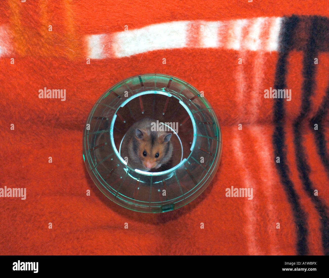 Male Syrian Hamster (Mesocricetus auatus) Also Known As Golden,Fancy ...